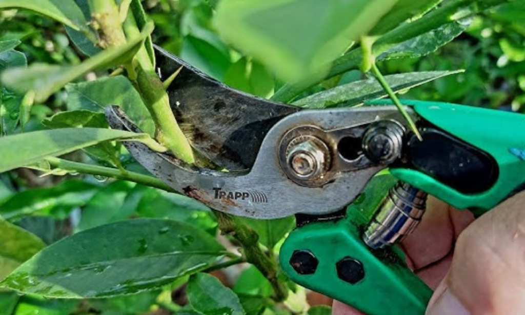 Proper Pruning for Sicilian Lemon: Step-by-Step - Jardim Green