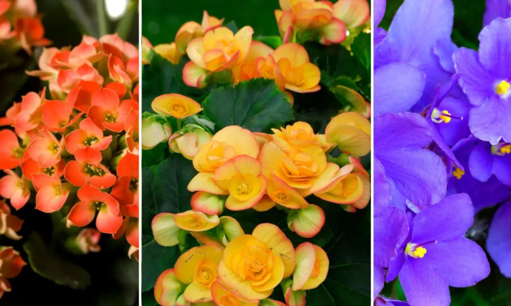 Flowers That Thrive in Low Light - Jardim Green