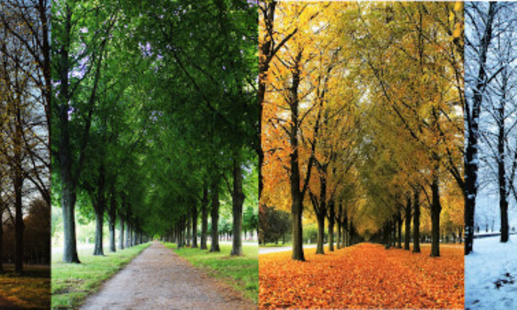 Flower Calendar: When to Plant Each Bloom - Jardim Green